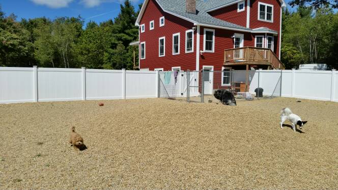 The Rustic Dog