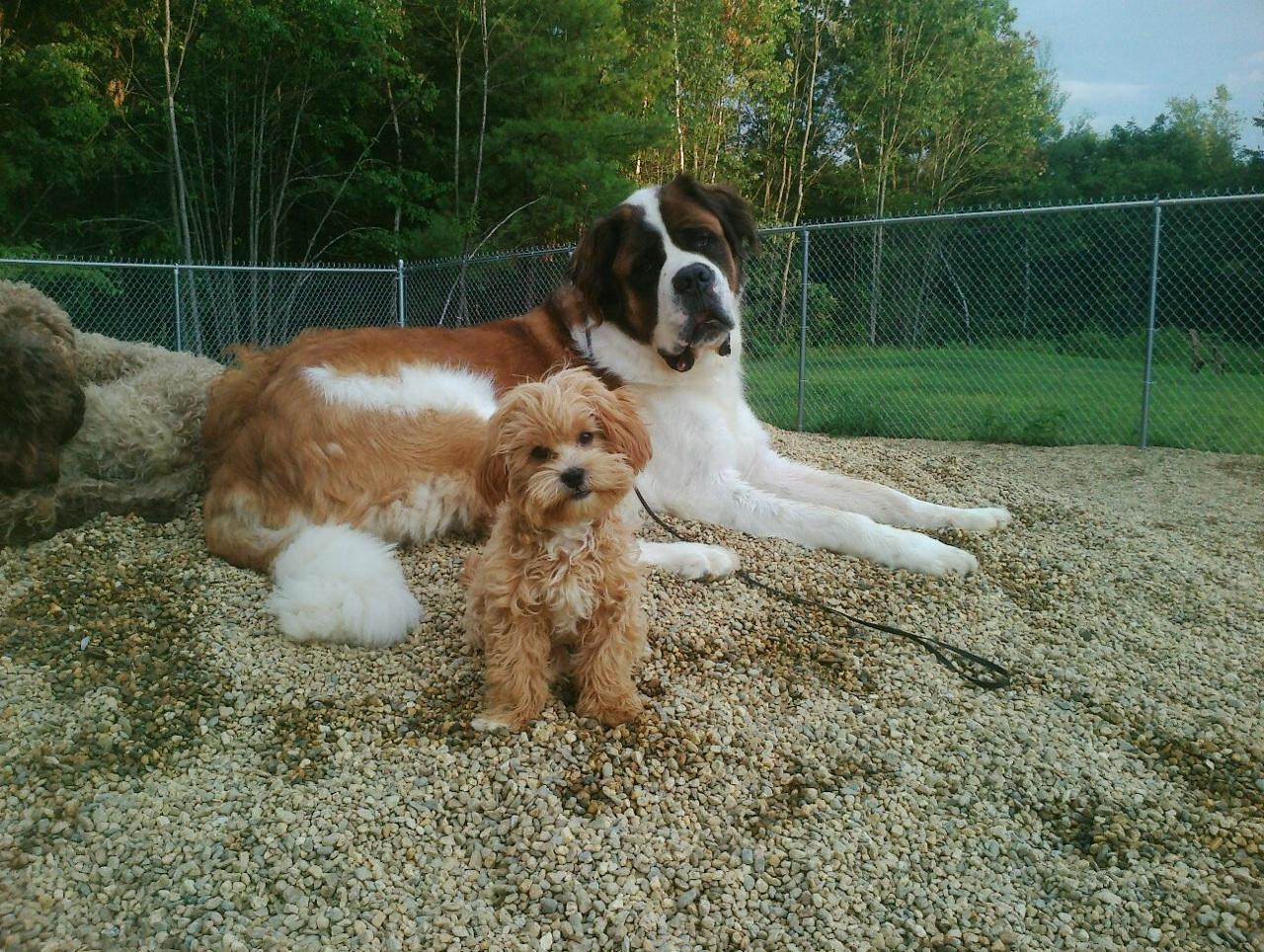 Photos – The Rustic Dog Co.