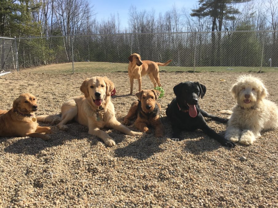 Photos – The Rustic Dog Co.