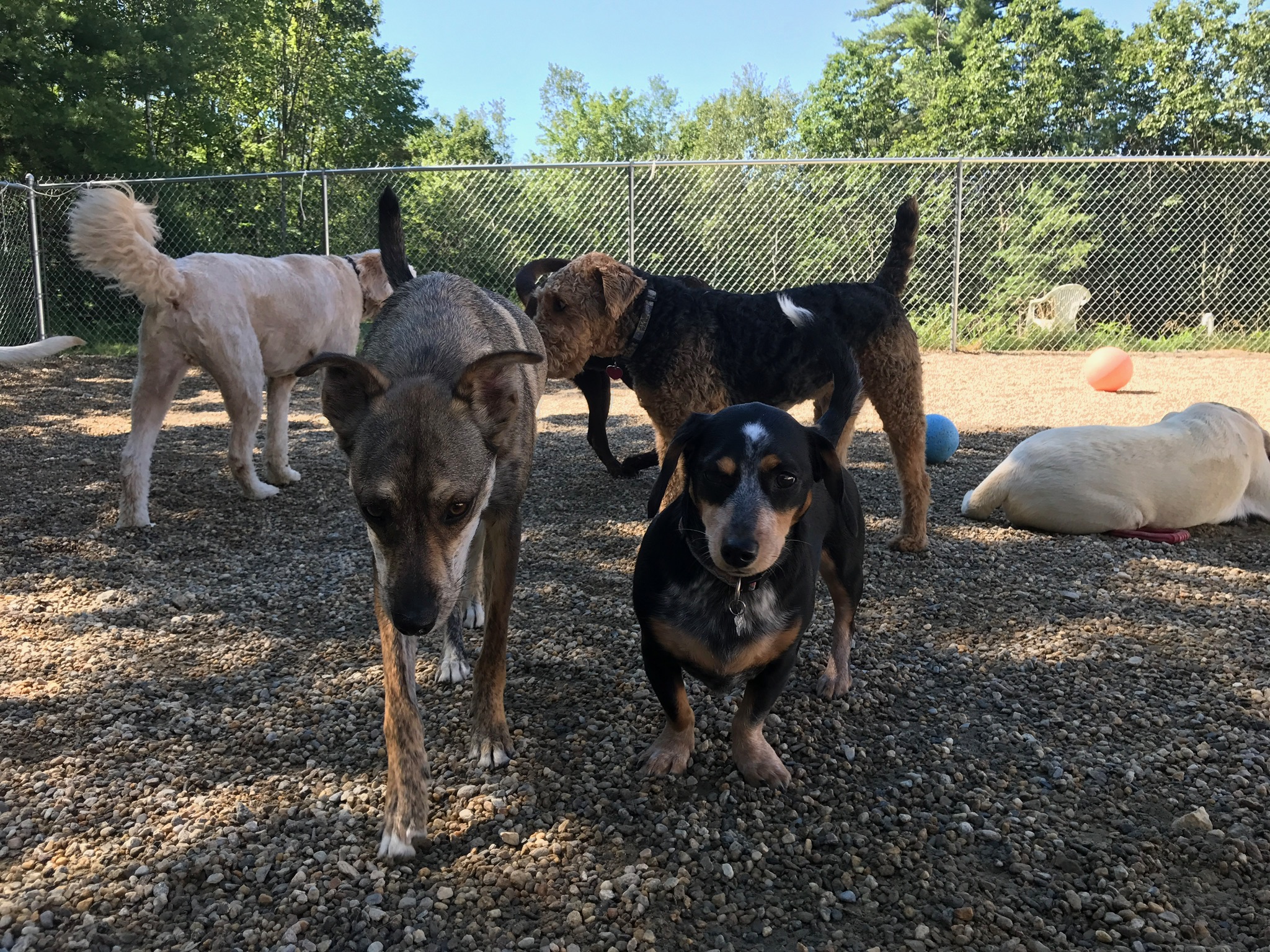 Photos – The Rustic Dog Co.