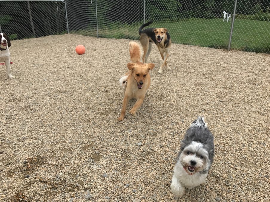 Photos – The Rustic Dog Co.