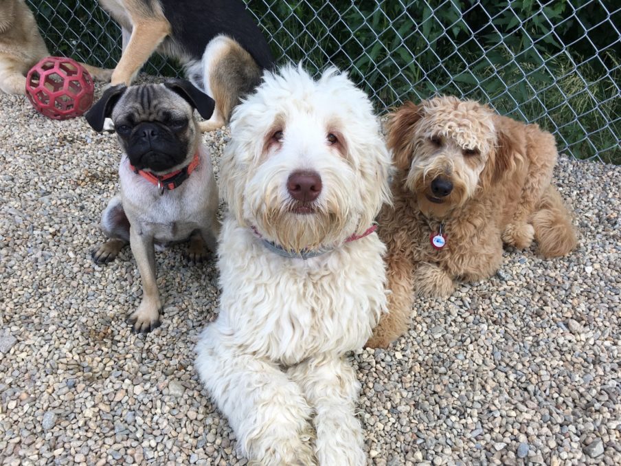 Photos – The Rustic Dog Co.