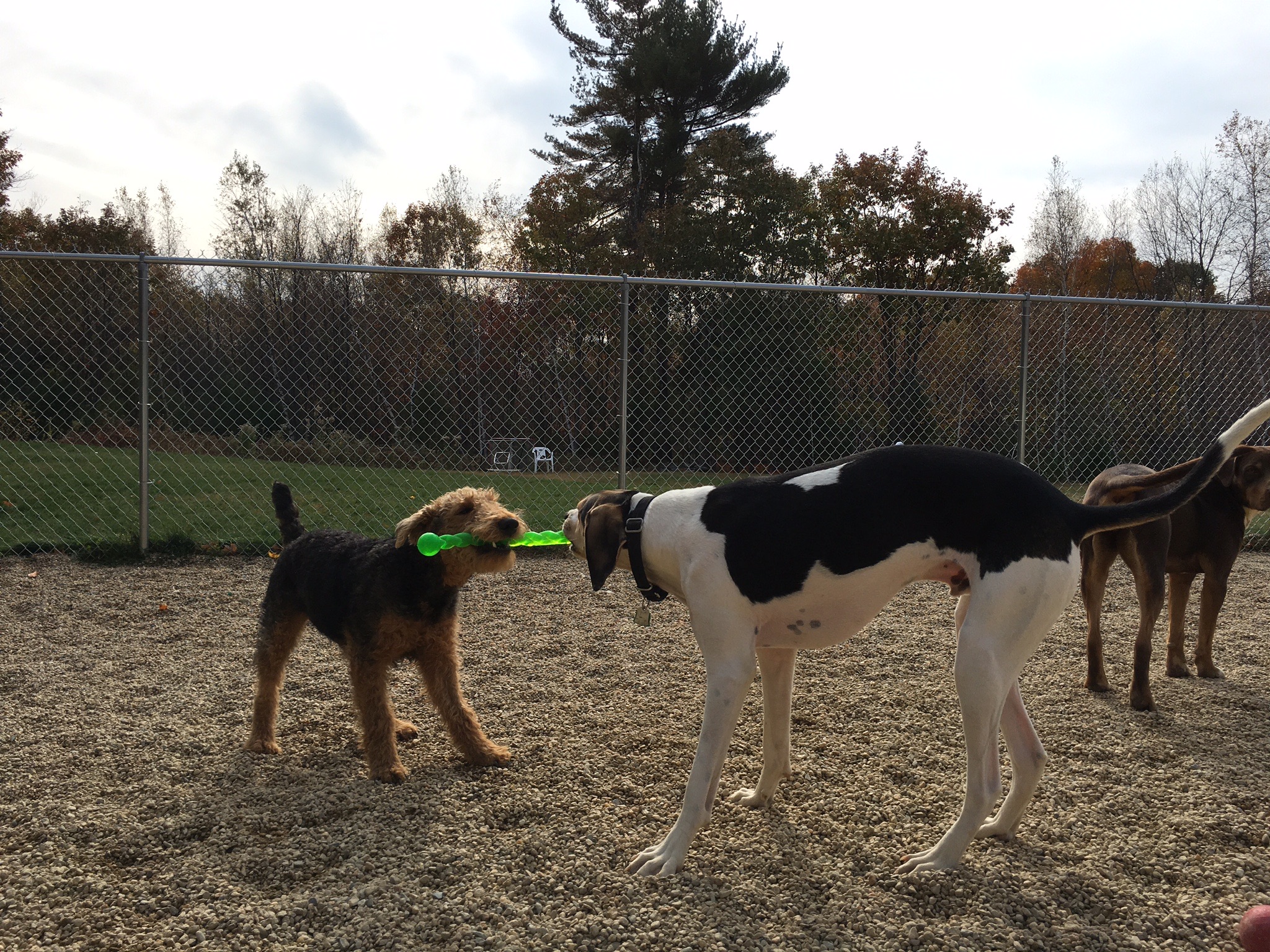 Photos – The Rustic Dog Co.