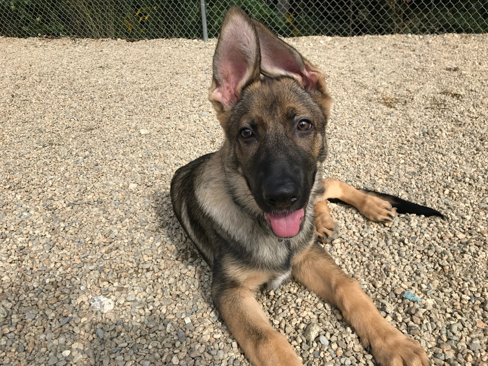 Photos – The Rustic Dog Co.