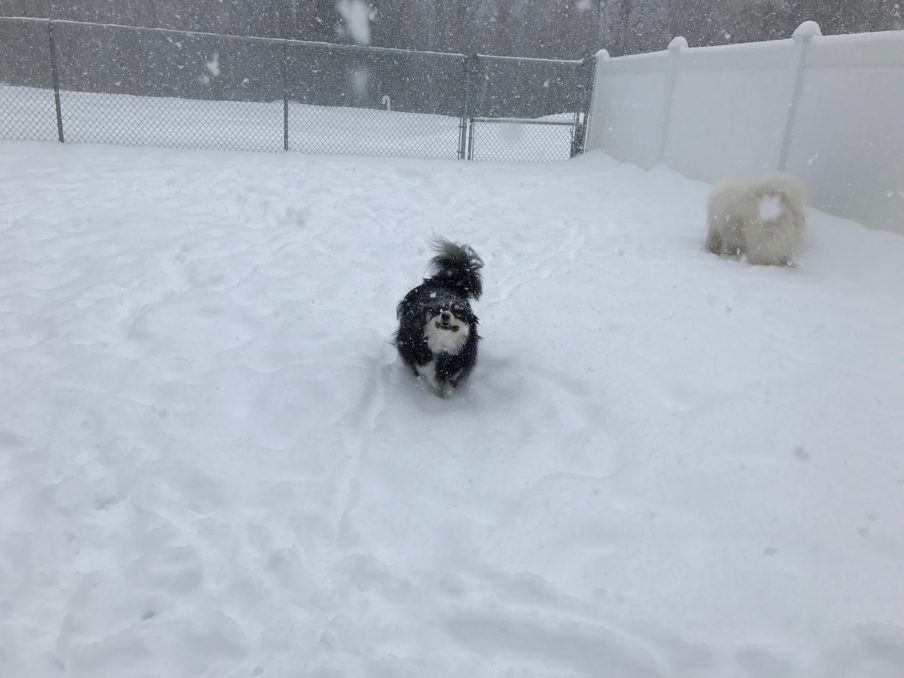 Photos – The Rustic Dog Co.