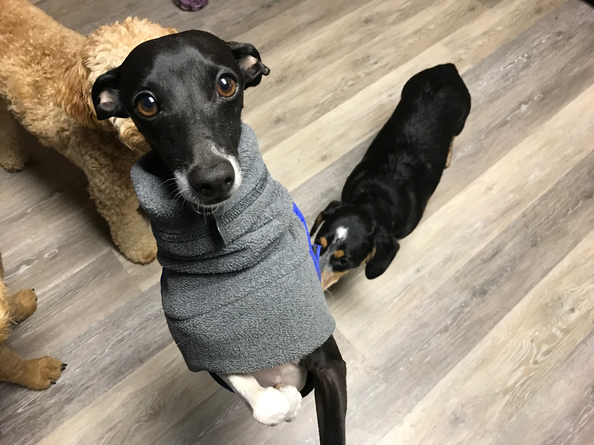 Photos – The Rustic Dog Co.