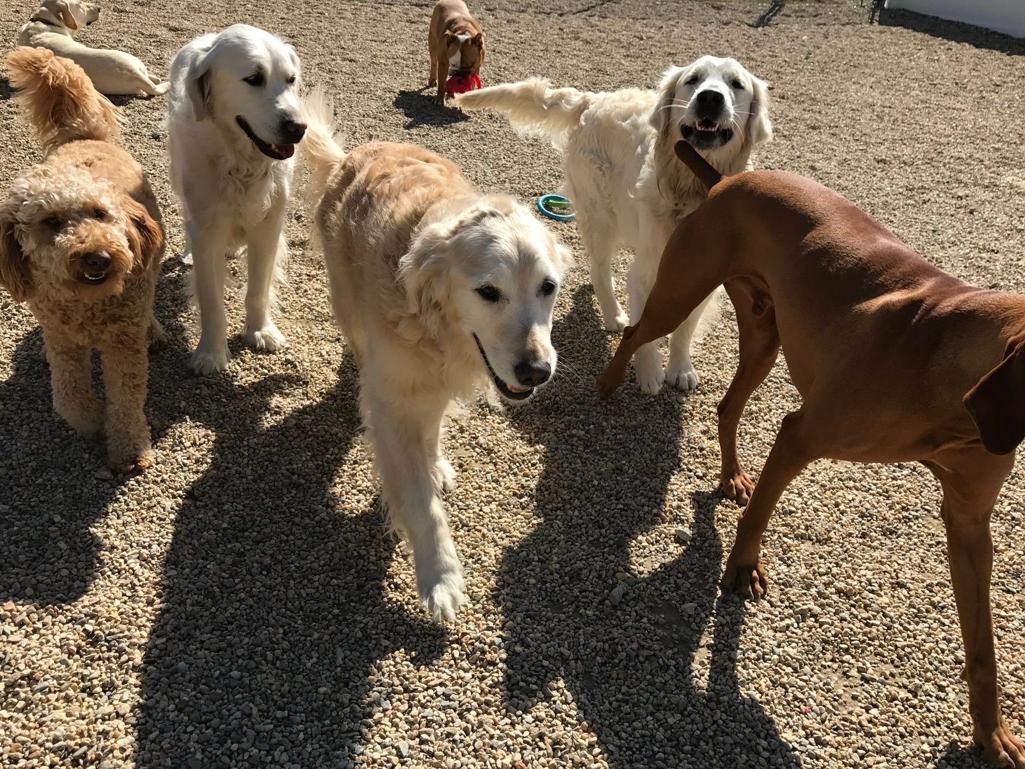 Photos – The Rustic Dog Co.