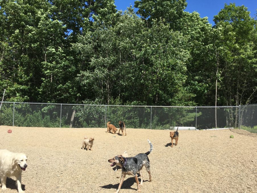 Photos – The Rustic Dog Co.