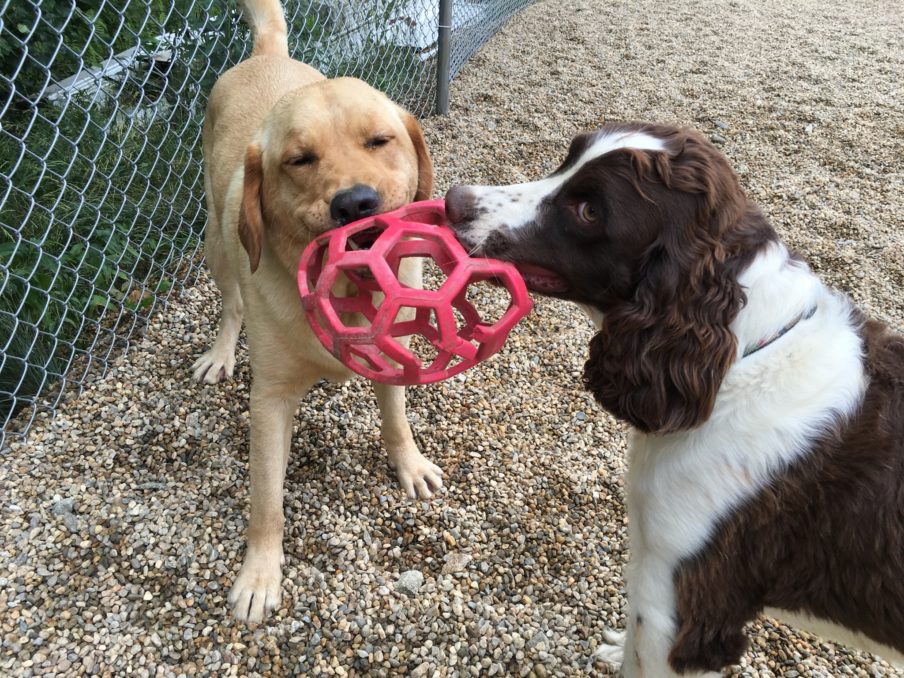 Photos – The Rustic Dog Co.