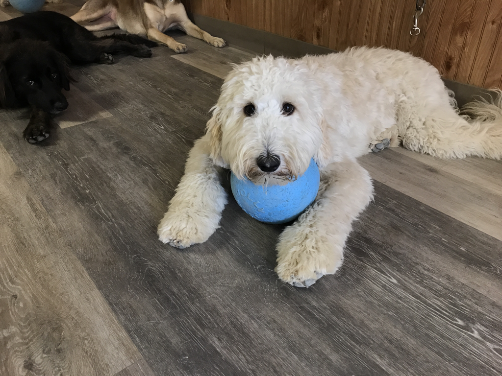 Photos – The Rustic Dog Co.