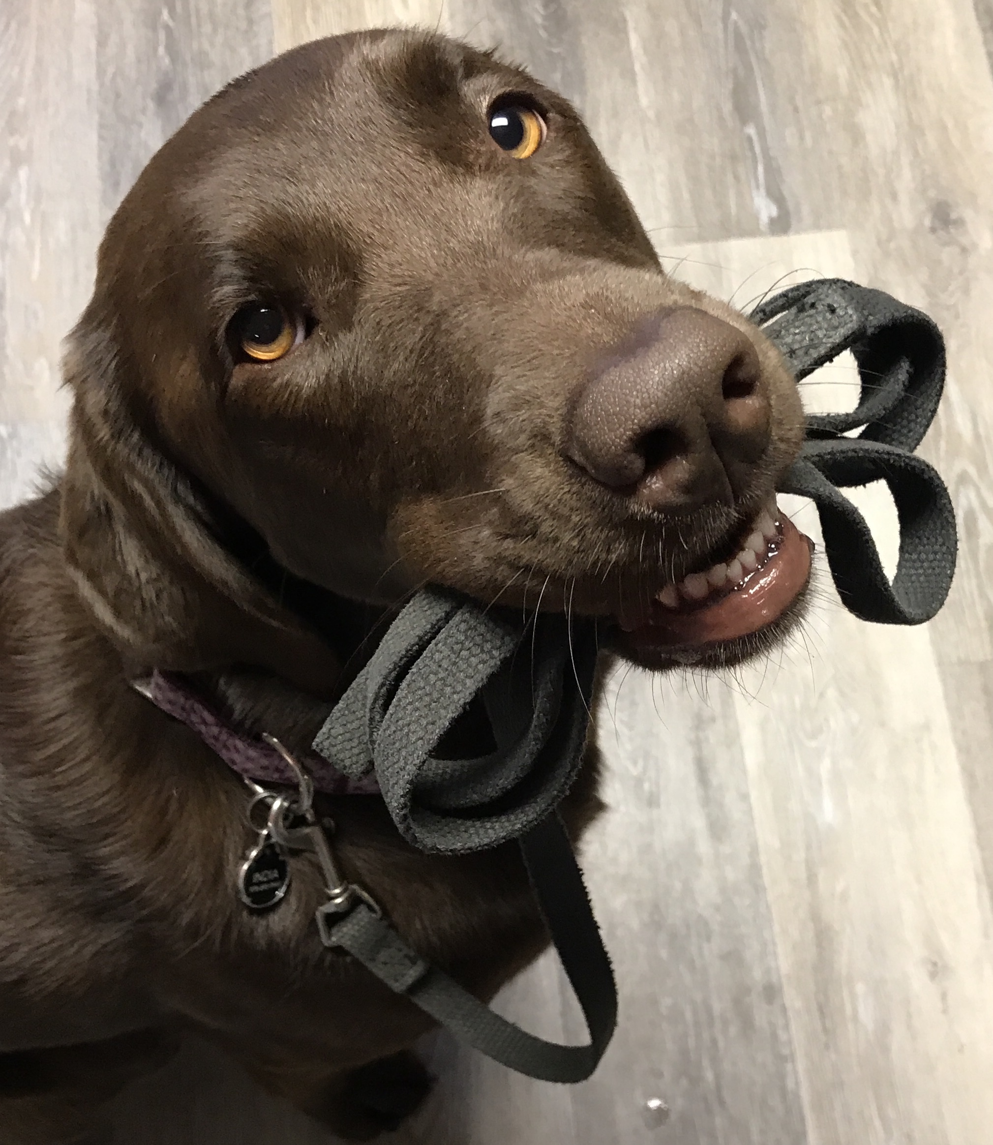 Photos – The Rustic Dog Co.