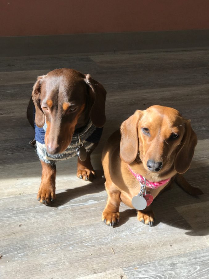 Photos – The Rustic Dog Co.